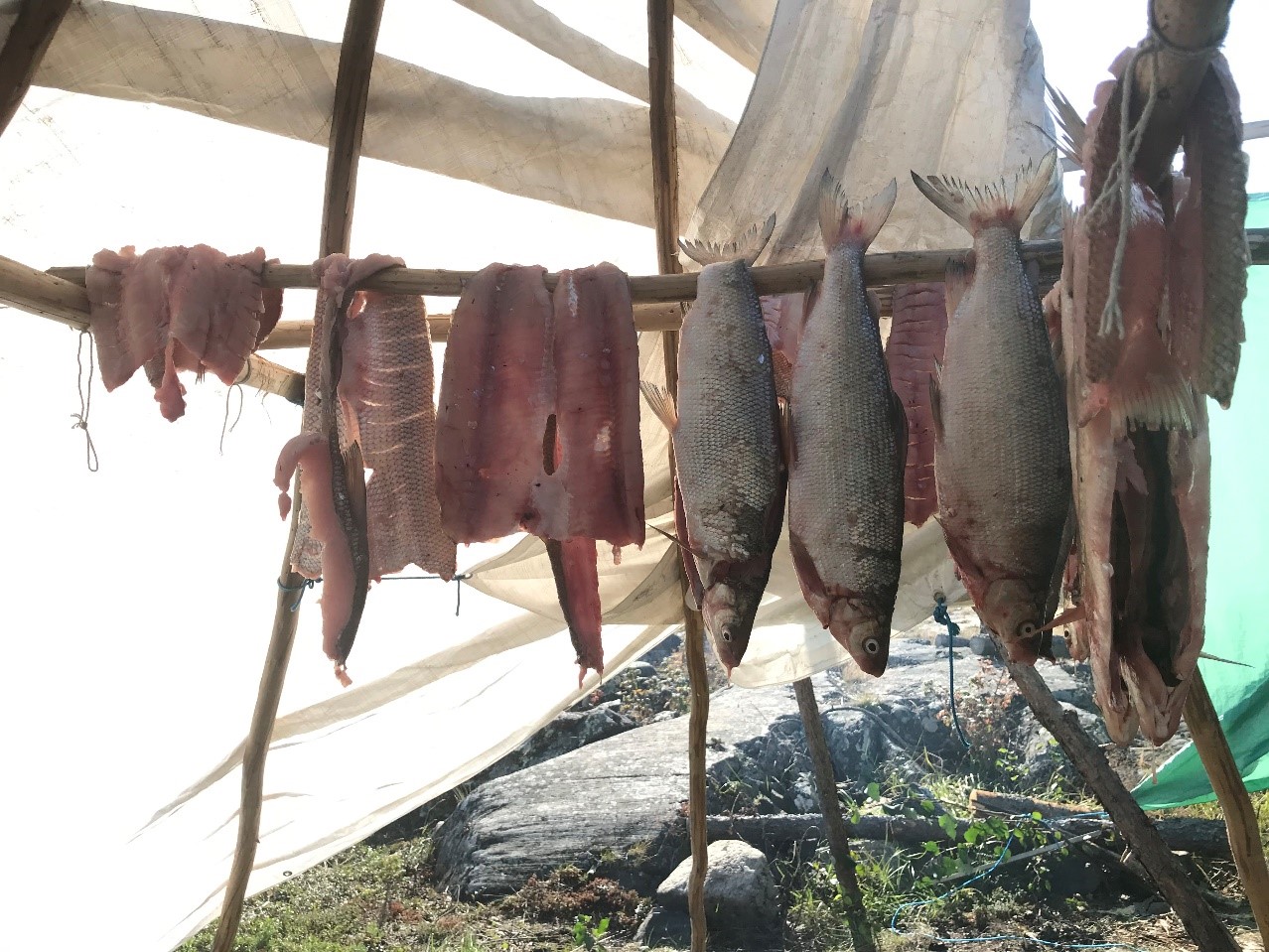 Fish Camp | Wek’éezhìi Renewable Resources Board