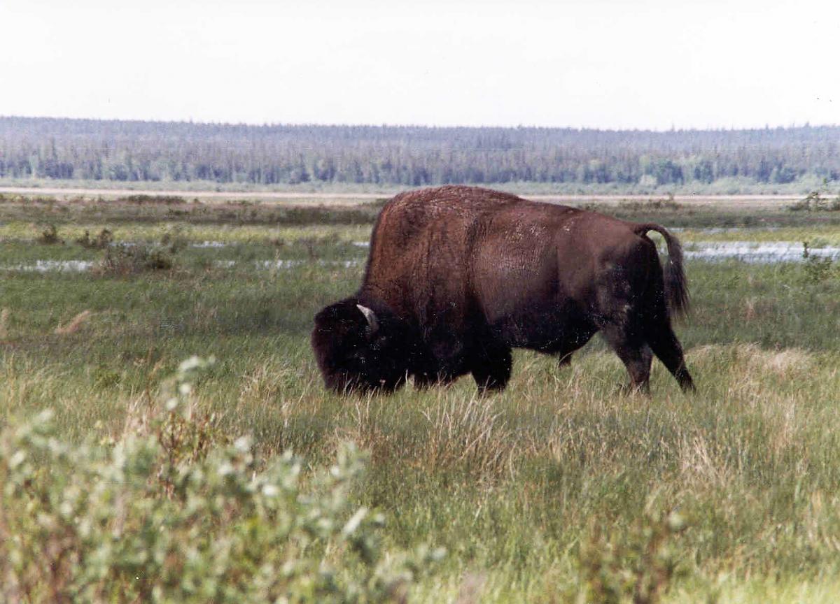 Wood Bison Listed as Threatened Species in the NWT | Wek’éezhìi ...