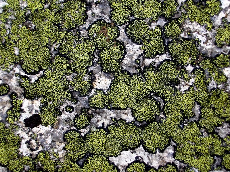 Taking a Closer Look at Lichen | Wek’éezhìi Renewable Resources Board