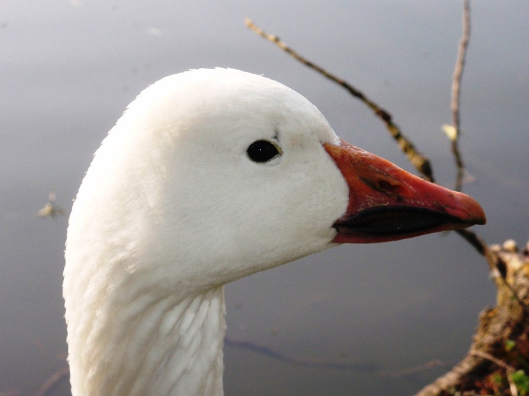 Spring 2017 Conservation Harvest Season for Snow and Ross's Geese | Wek ...