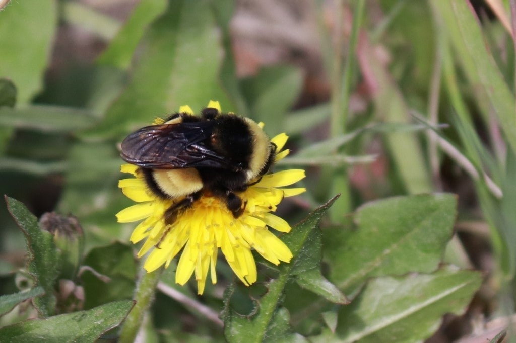 Spotlight on a Species at Risk - Yellow-banned kw'ıahnǫ (Bumblebee ...