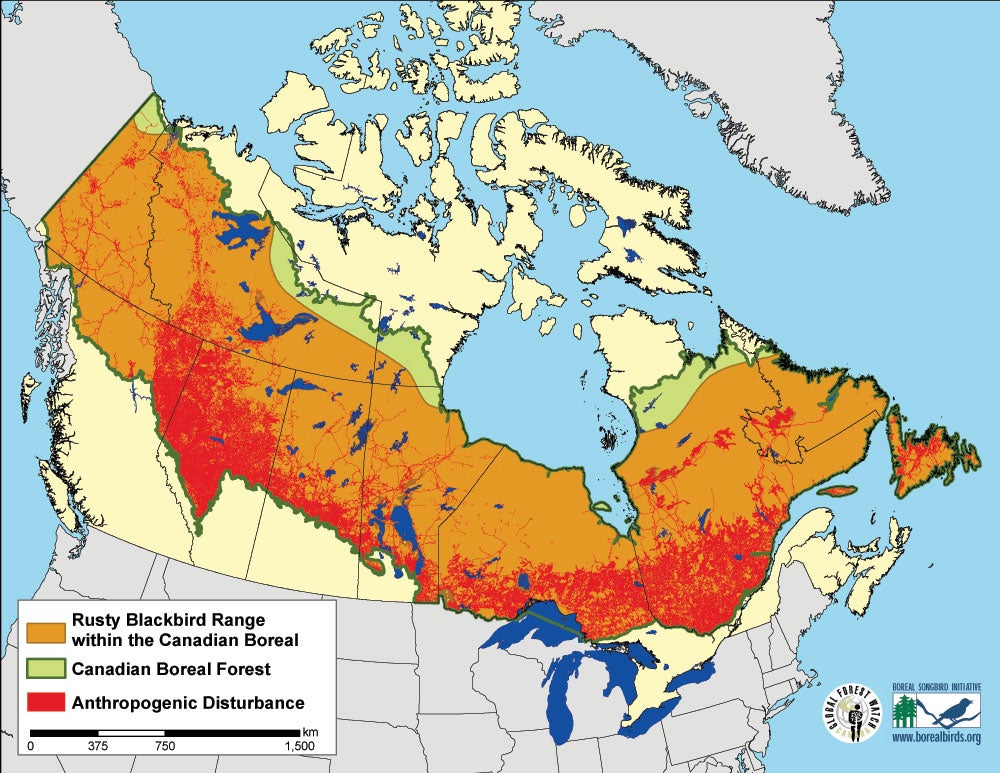 WRRB to Review Draft Management Plan for the Rusty Blackbird | Wek ...