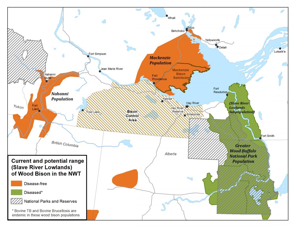 Wood Bison Listed as Threatened Species in the NWT | Wek’éezhìi ...