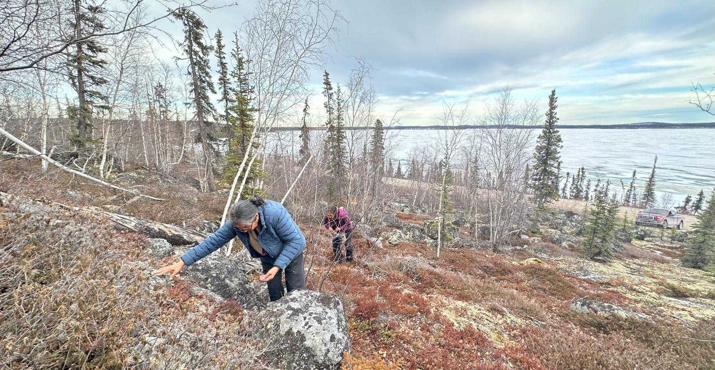 What we know and don't know about northern jìe (berries) | Wek’éezhìi ...