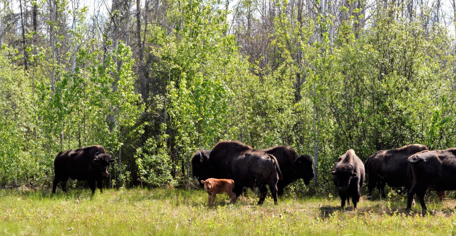 Wood Bison Listed as Threatened Species in the NWT | Wek’éezhìi ...
