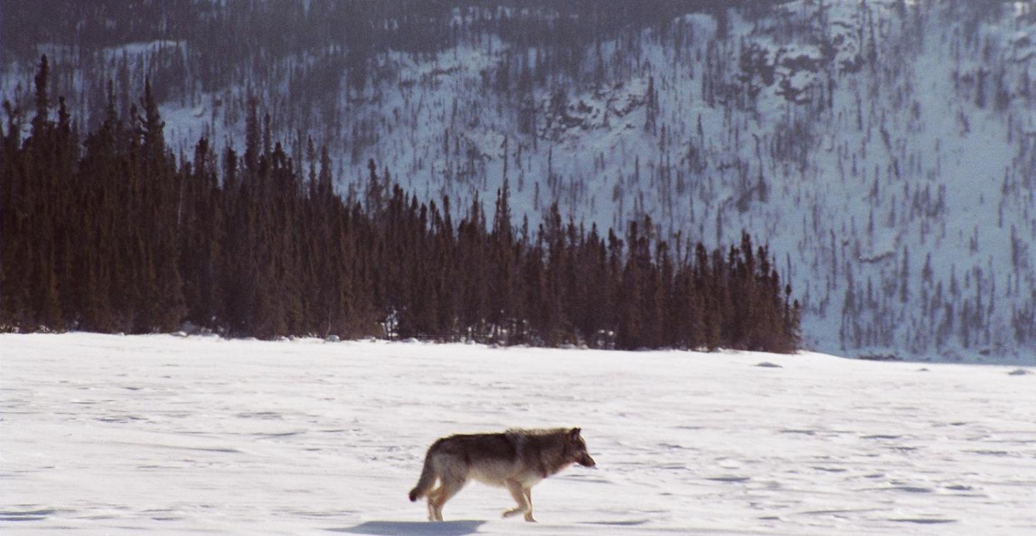 Wolf management program shows signs of success in third annual report ...