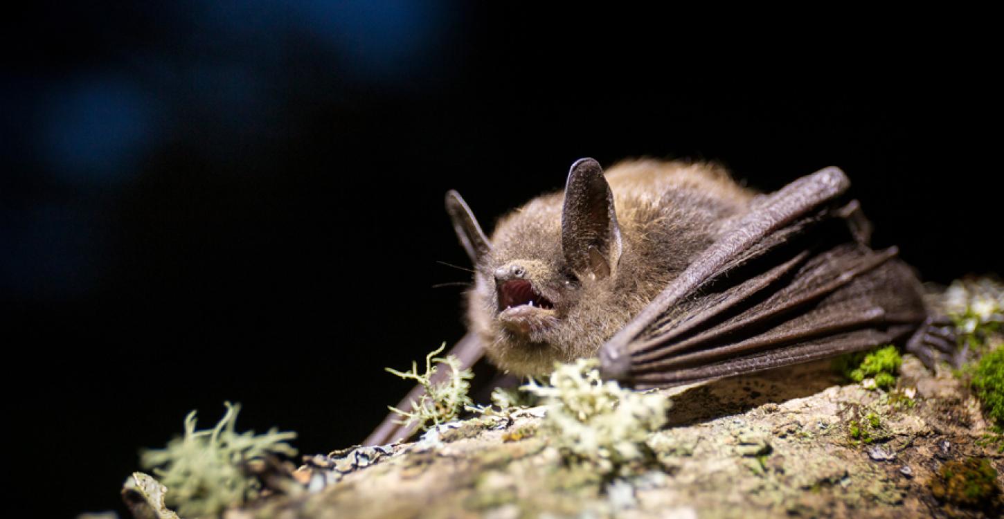 Spotlight on a Species at Risk - Little Brown Myotis | Wek’éezhìi ...