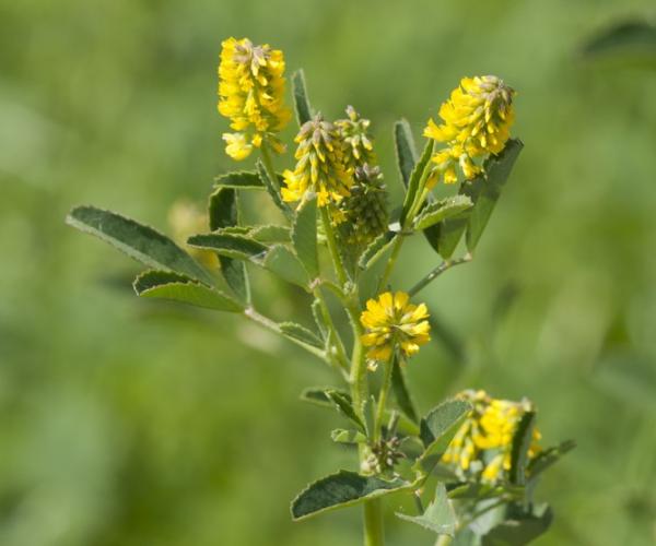 Talking about Pests, Pathogens and Invasive Species: A Symposium | Wek ...