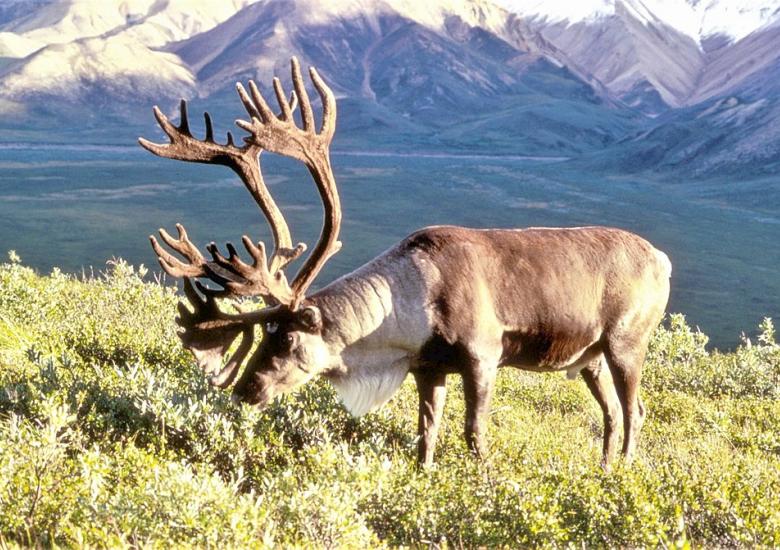 Caribou Behavioural Research at Gacho Kué | Wek’éezhìi Renewable ...
